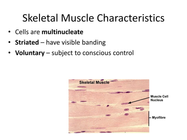 lec08_musc (1). class presentation notes | PDF | Physical Therapy ...