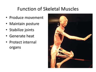 lec08_musc (1). class presentation notes | PPT