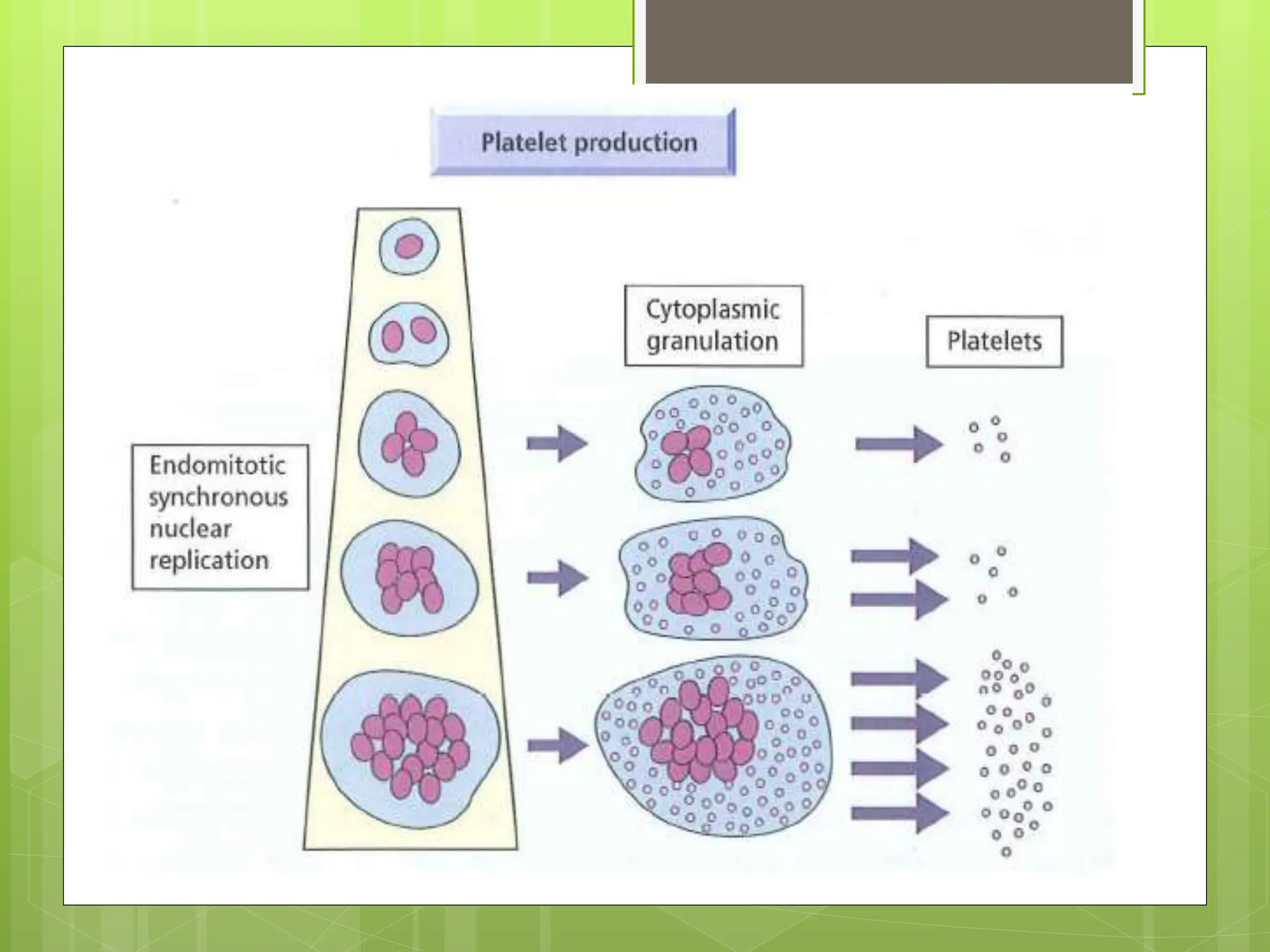 Platelets, blood & HemostasisPrimary hemostasis is when your body forms ...