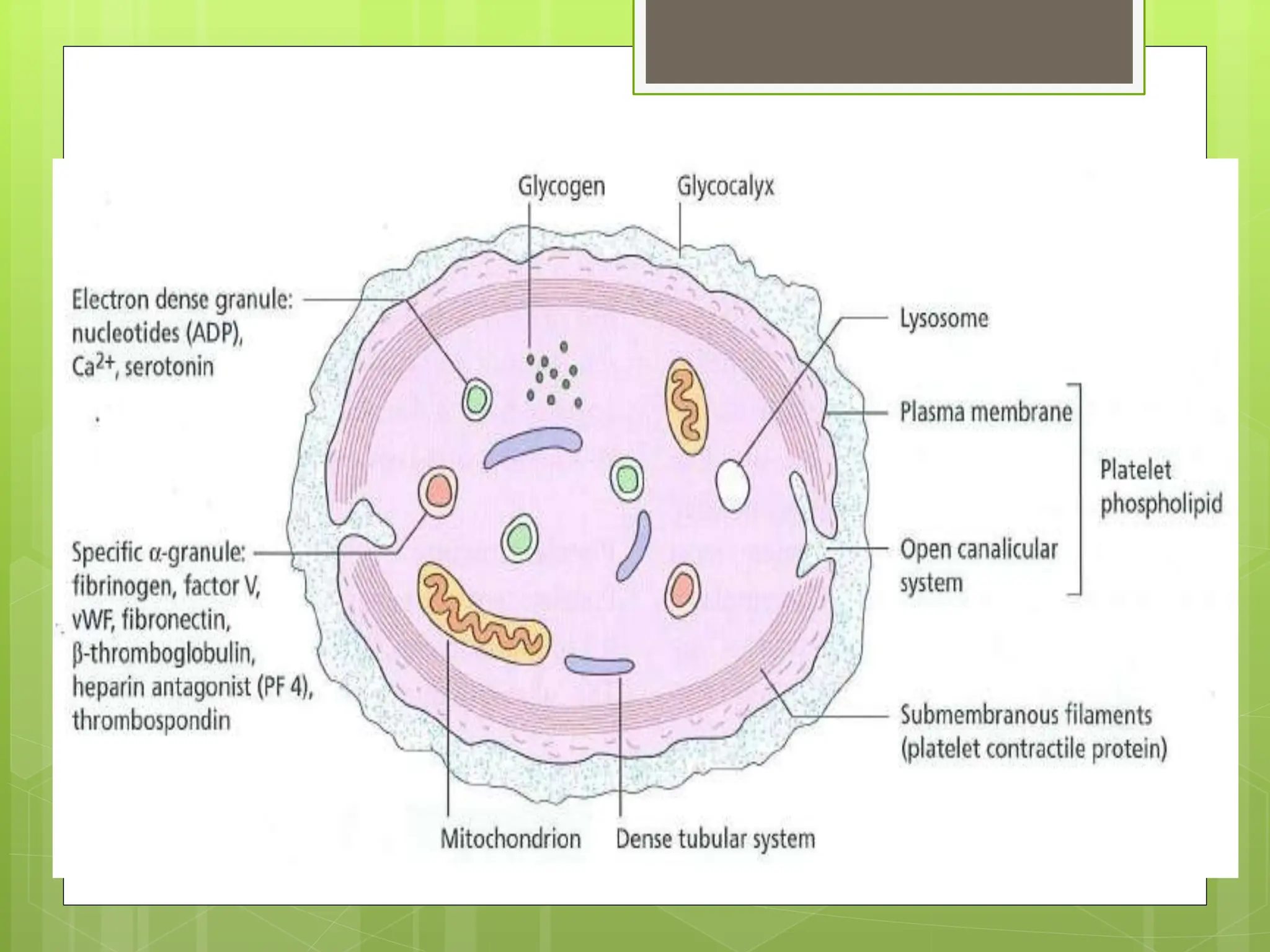 Platelets, blood & HemostasisPrimary hemostasis is when your body forms ...