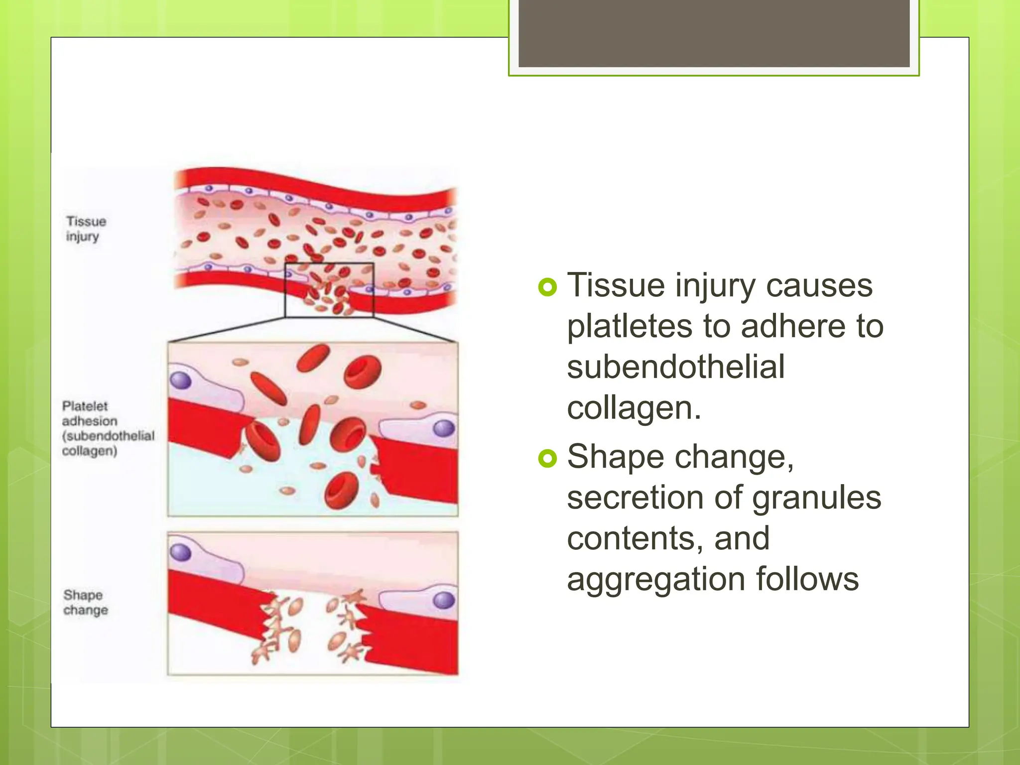 Platelets, blood & HemostasisPrimary hemostasis is when your body forms ...