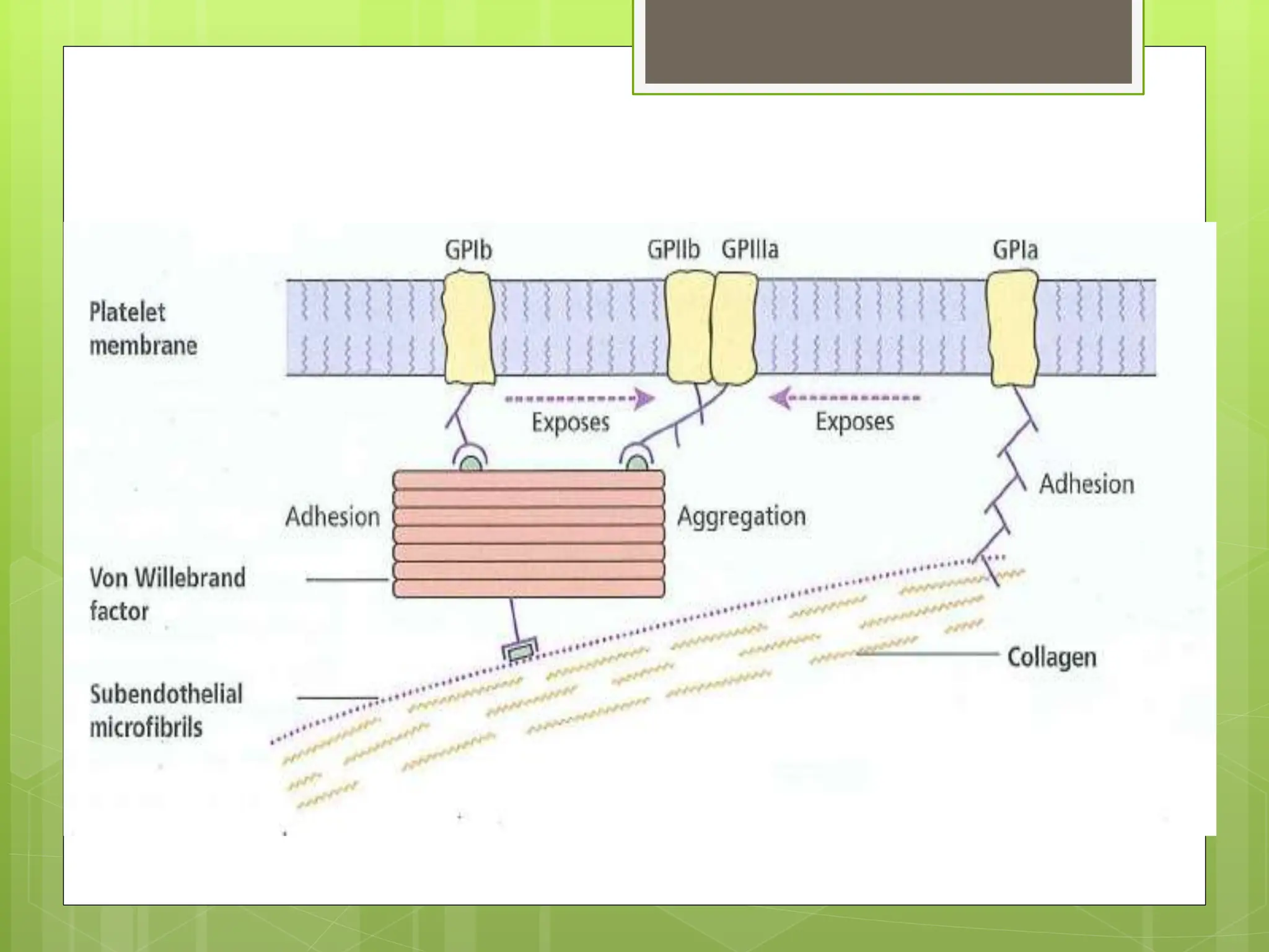 Platelets, blood & HemostasisPrimary hemostasis is when your body forms ...