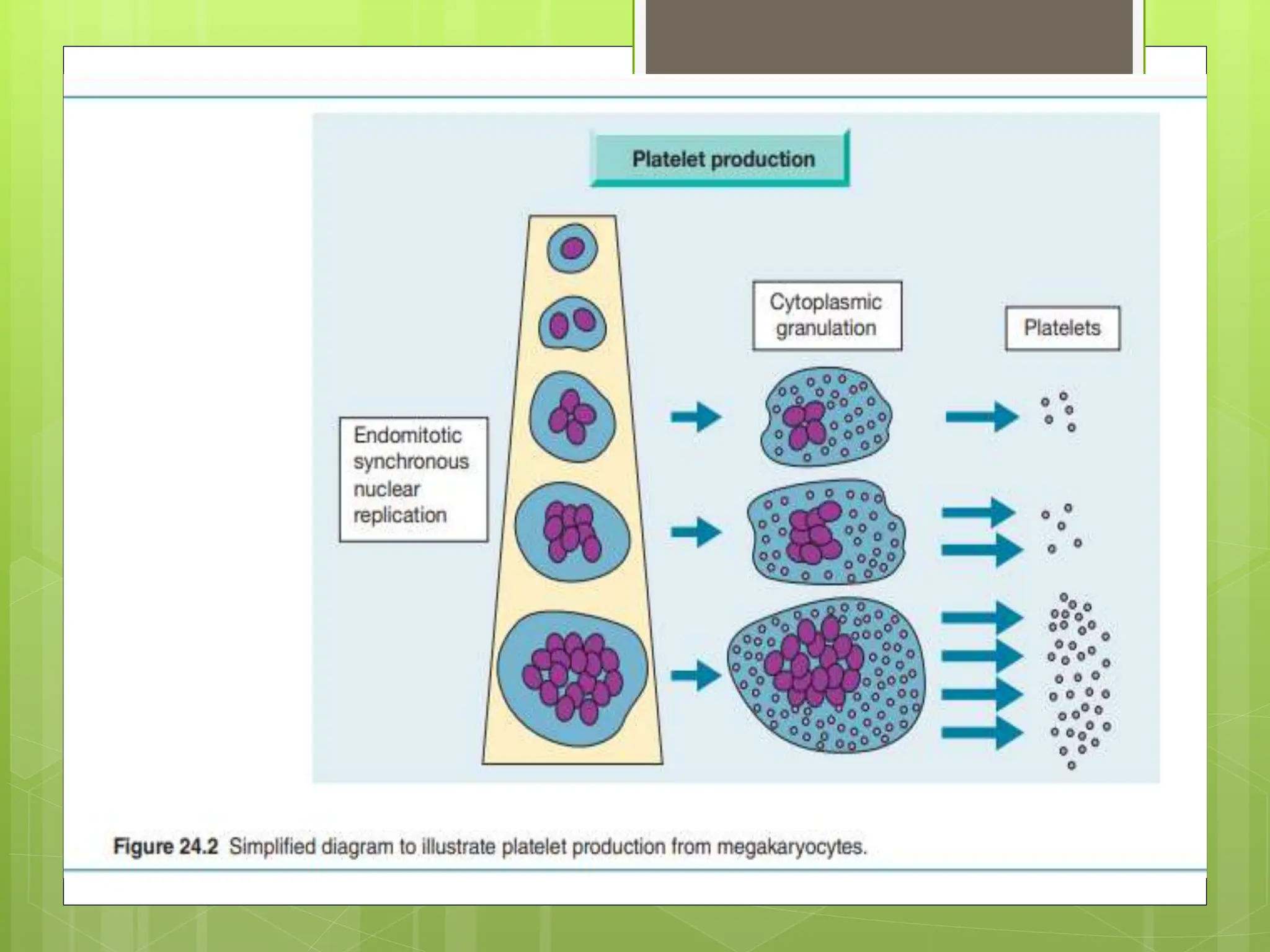 Platelets, blood & HemostasisPrimary hemostasis is when your body forms ...