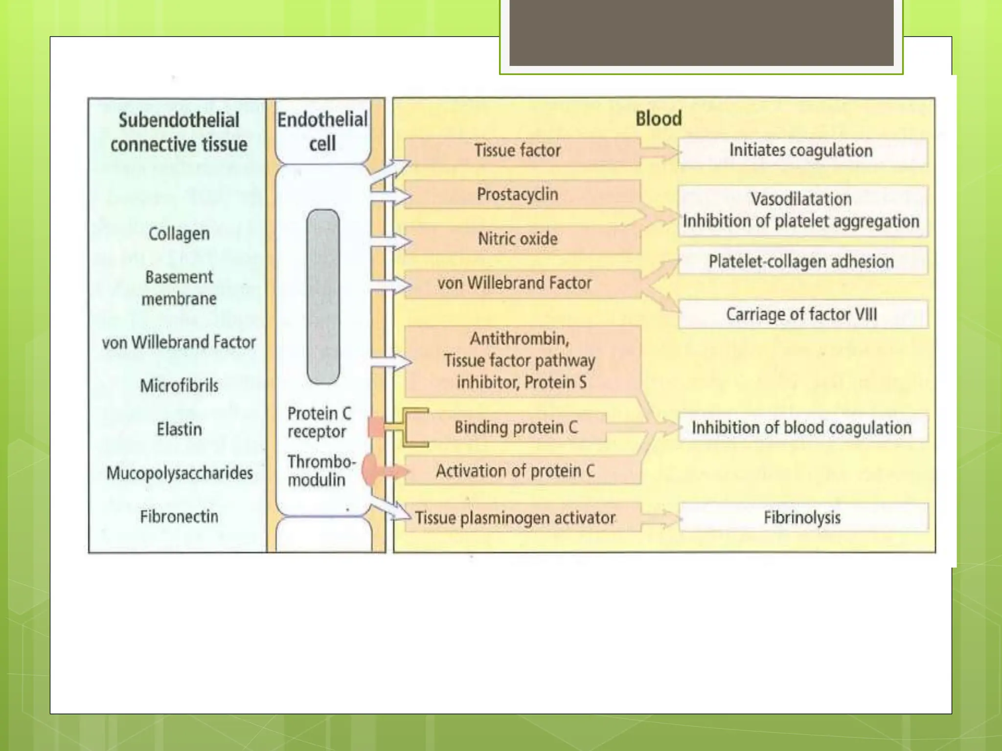 Platelets, blood & HemostasisPrimary hemostasis is when your body forms ...