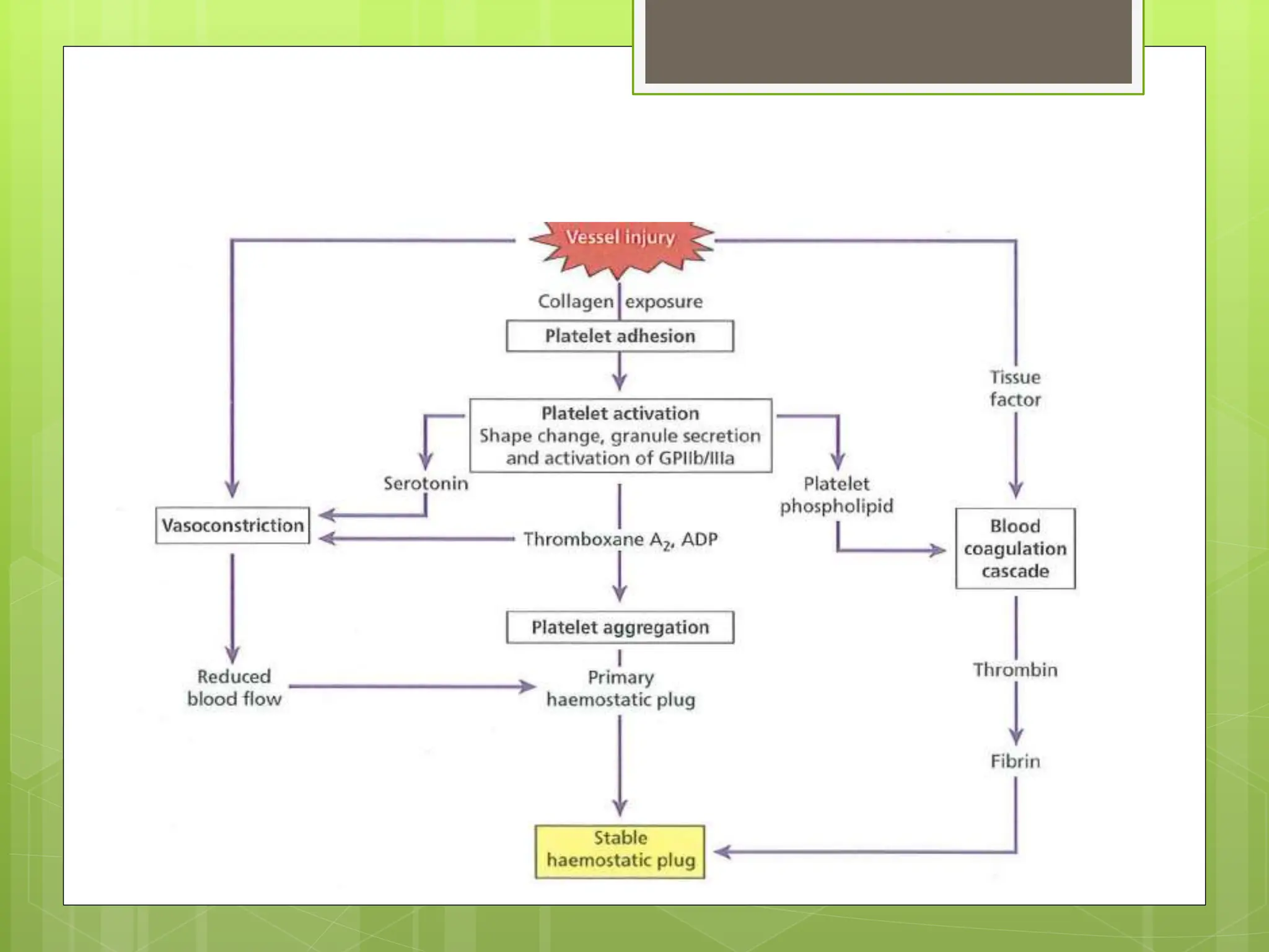Platelets, blood & HemostasisPrimary hemostasis is when your body forms ...