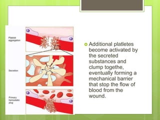 Platelets, blood & HemostasisPrimary hemostasis is when your body forms ...