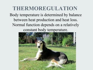 Lec 09 Thermoregulation | PPTX