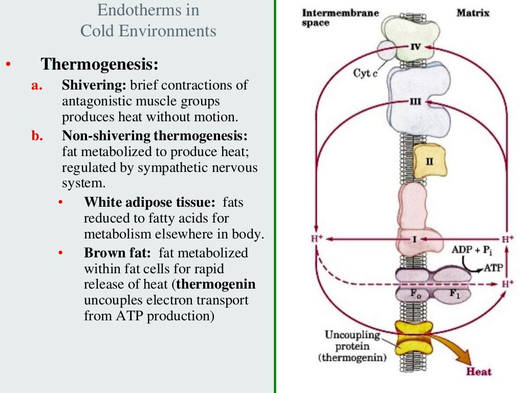 Lec 09 Thermoregulation
