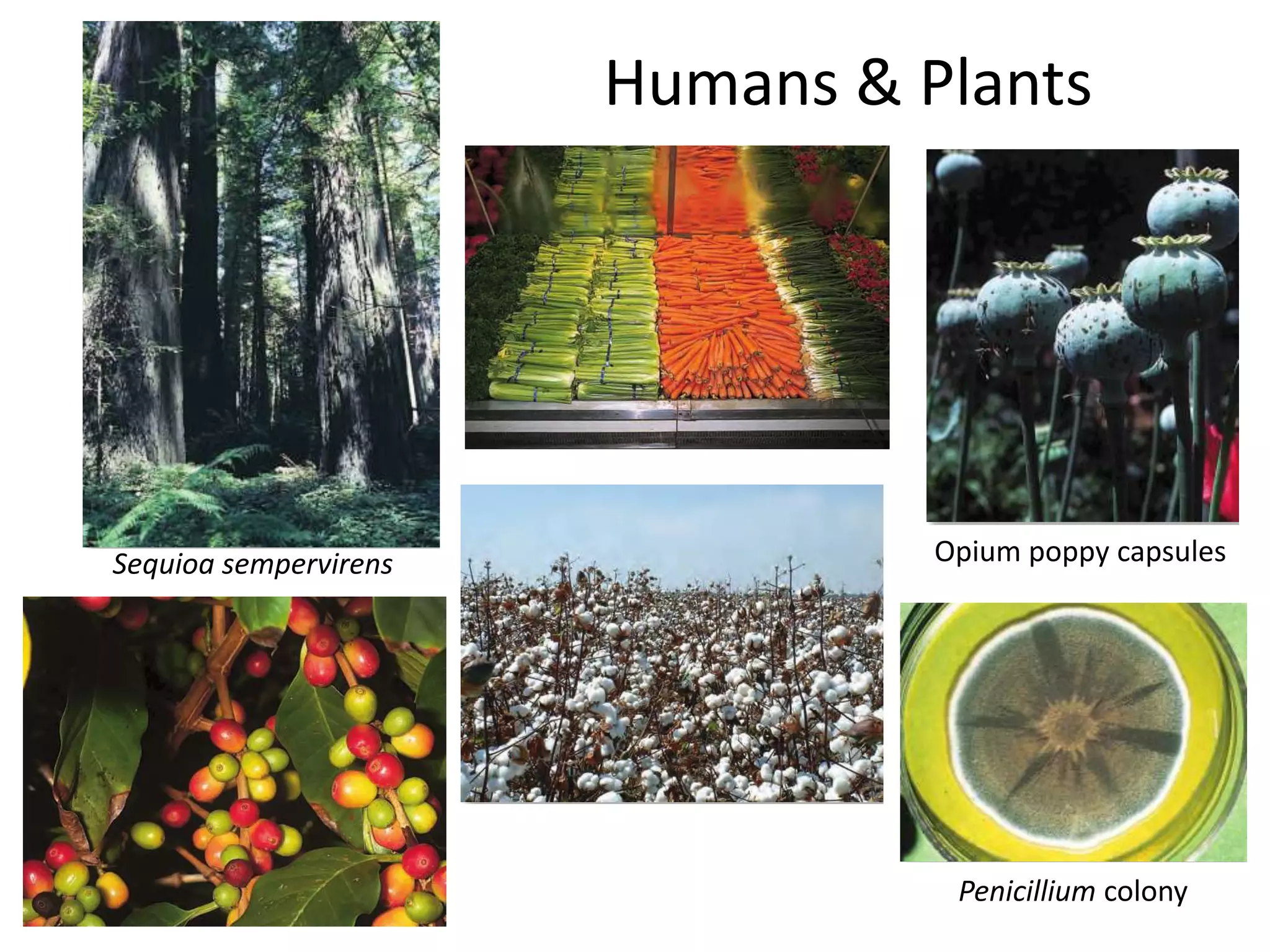 BOTANY LECTURE 1 | PPTX