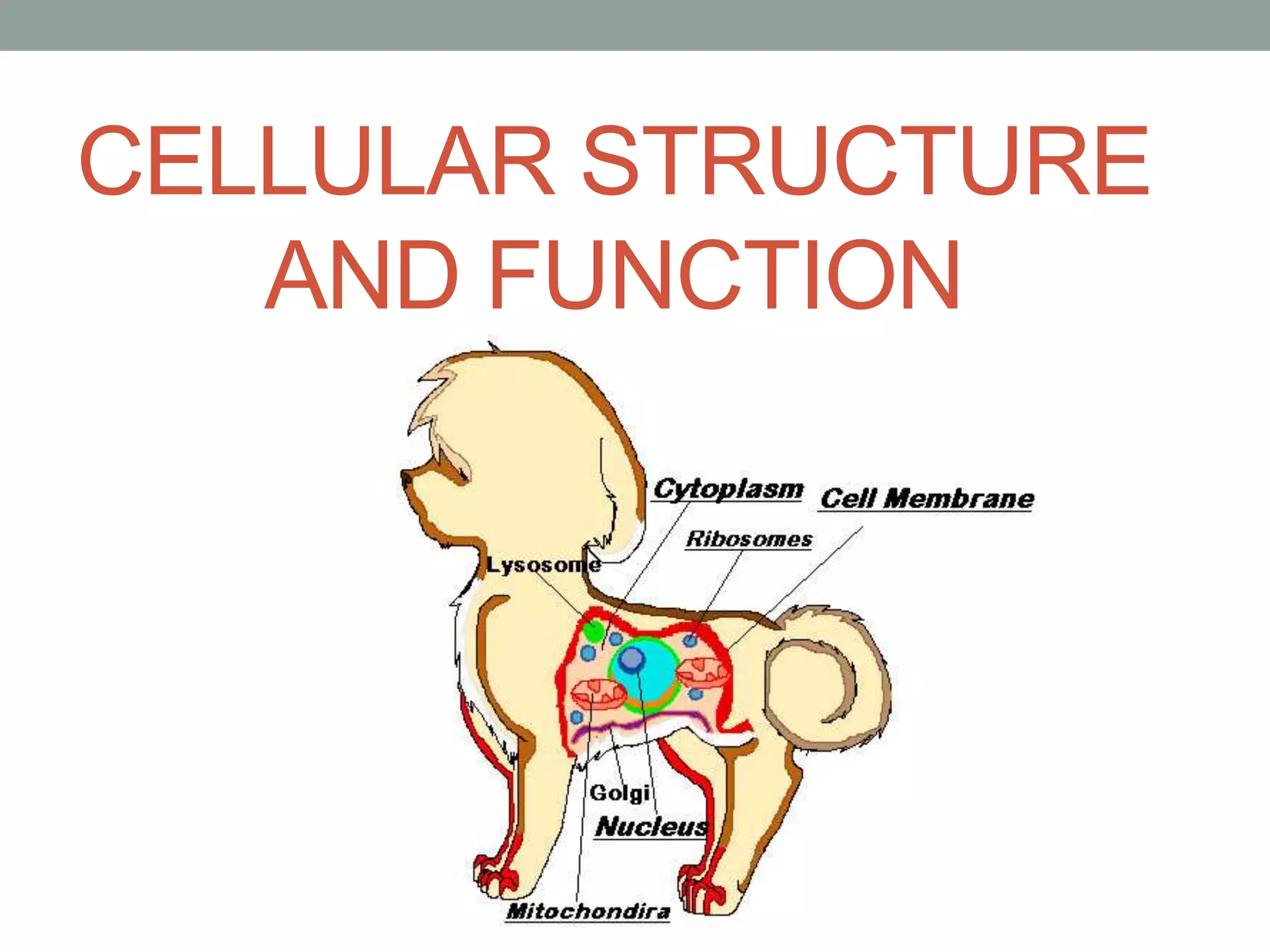 celluler structure & function | PPTX