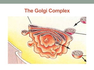 celluler structure & function | PPTX