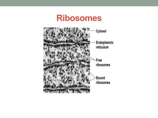 celluler structure & function | PPTX