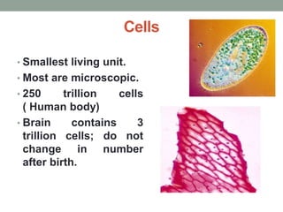 celluler structure & function | PPTX