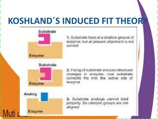 chemistry of enzymes, ES complex theories, co factors and coenzymes | PPTX