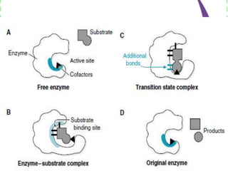 chemistry of enzymes, ES complex theories, co factors and coenzymes ...