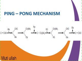 chemistry of enzymes, ES complex theories, co factors and coenzymes | PPT