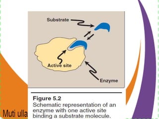 chemistry of enzymes, ES complex theories, co factors and coenzymes | PPT