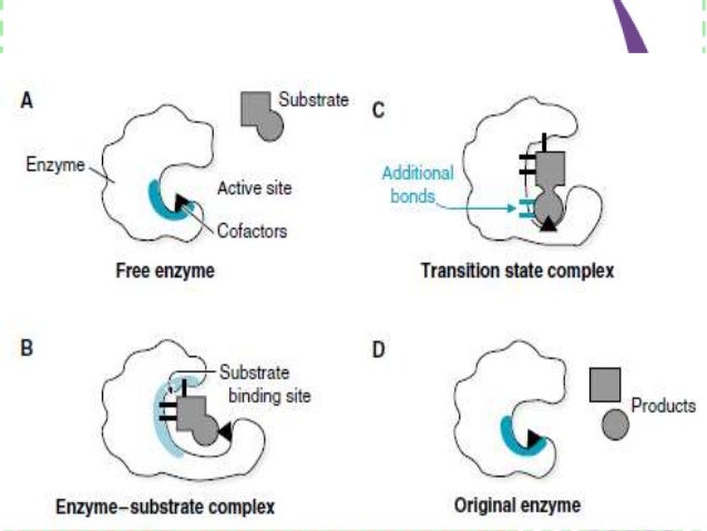 chemistry of enzymes, ES complex theories, co factors and coenzymes
