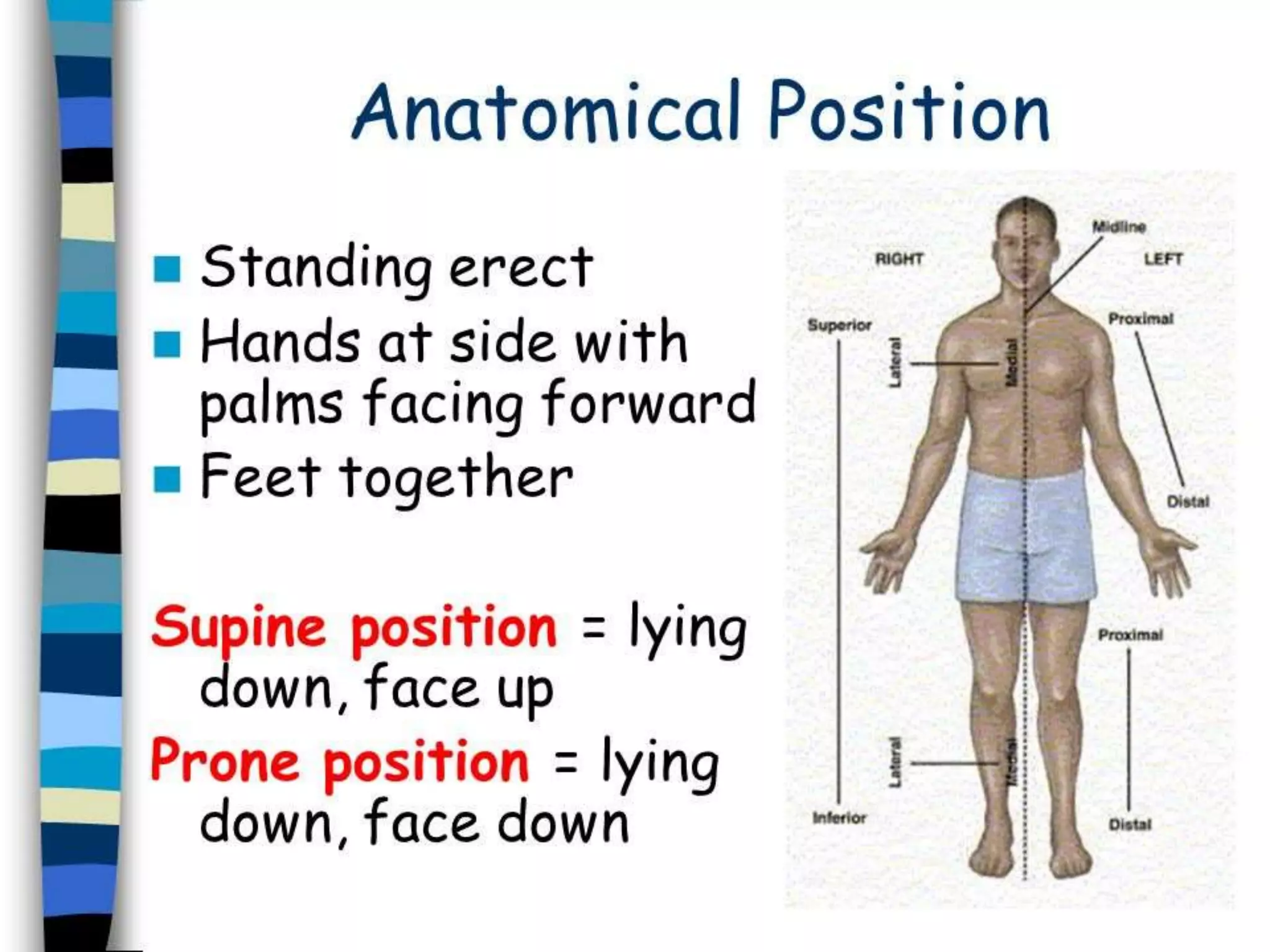 anatomy and histology | PPTX