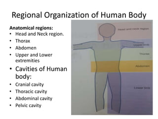anatomy and histology | PPTX