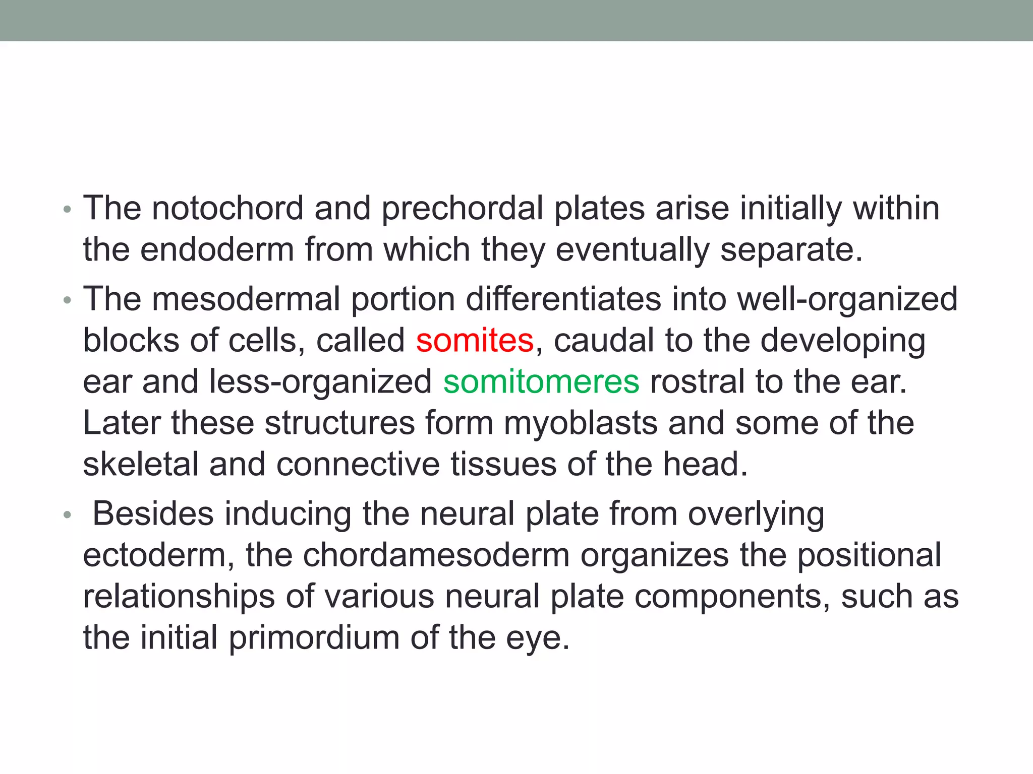 embryology of head region | PPTX