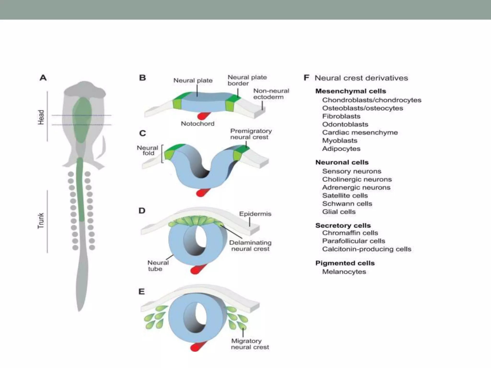 embryology of head region | PPTX