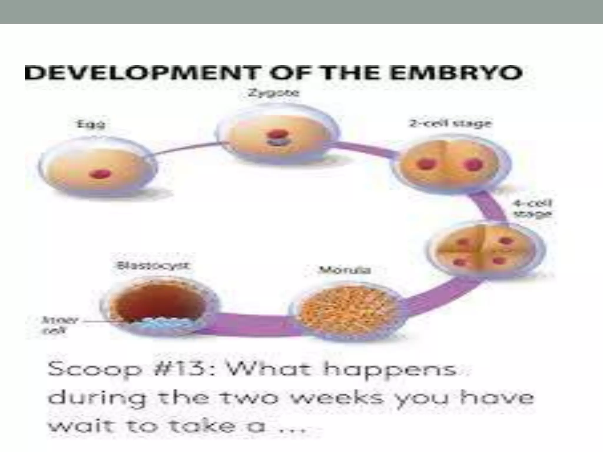 embryology of head region | PPTX