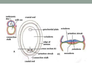 embryology of head region | PPTX