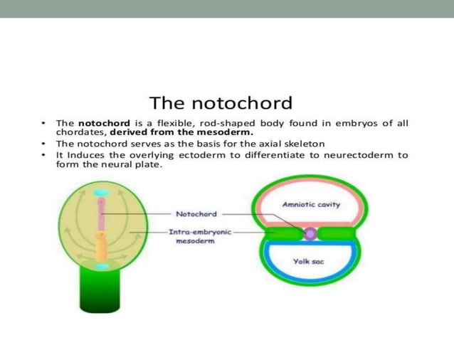 embryology of head region | PPTX | Biological Sciences | Science