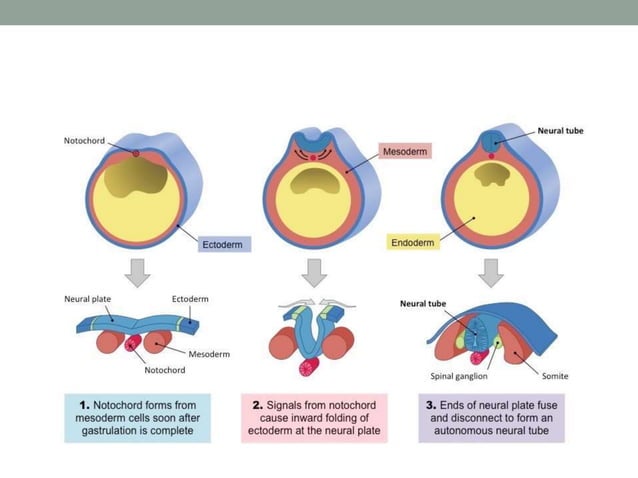 embryology of head region | PPTX | Biological Sciences | Science