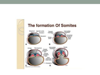 embryology of head region | PPTX