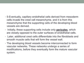 embryology of head region | PPTX