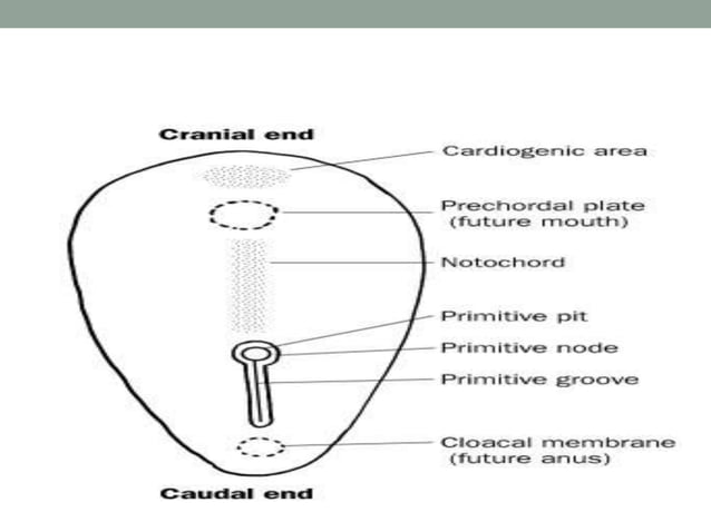 embryology of head region | PPTX | Biological Sciences | Science