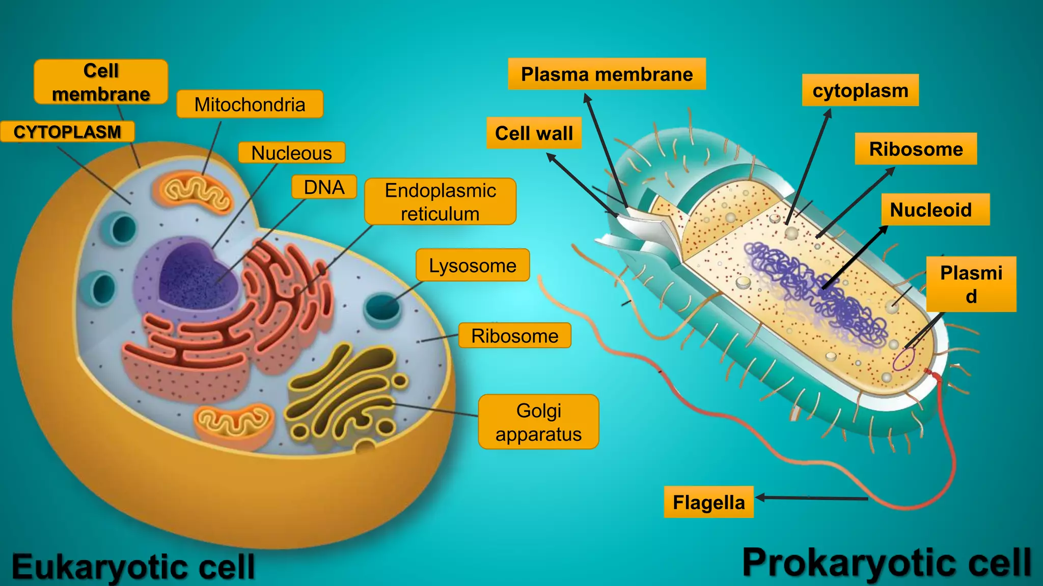 cell biology, cell theory, bacterial cell | PPT