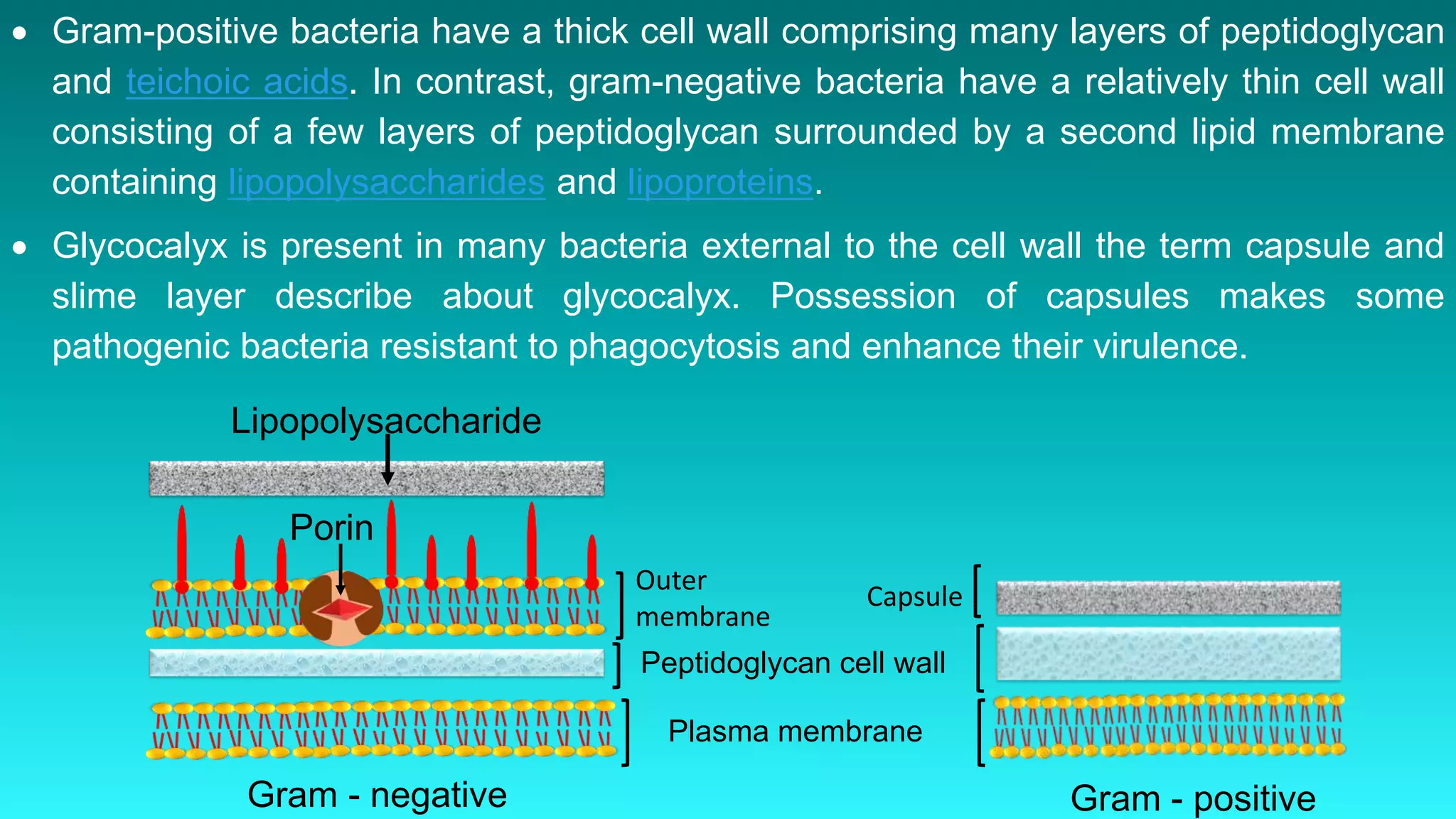 cell biology, cell theory, bacterial cell | PPT
