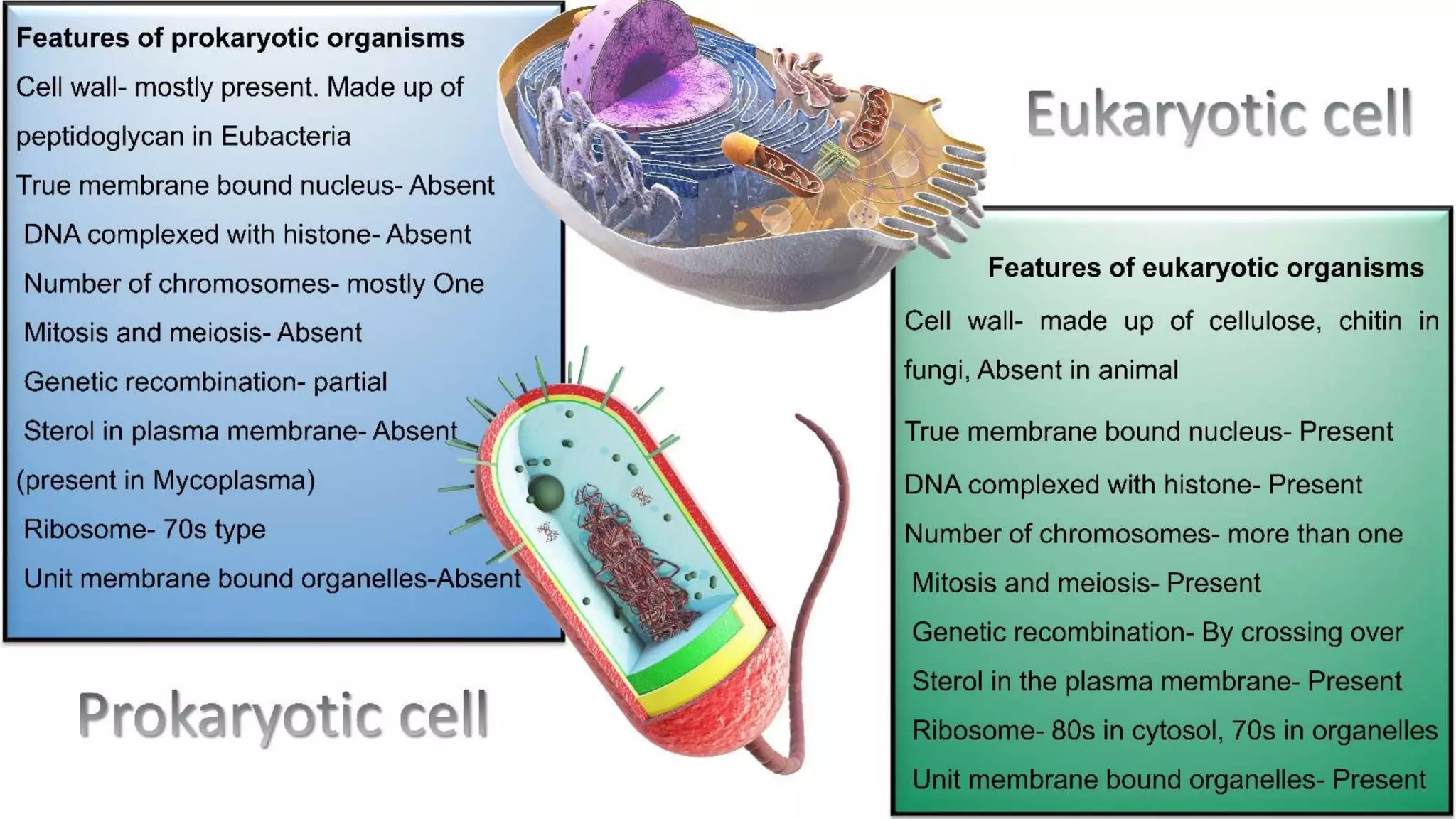 cell biology, cell theory, bacterial cell | PPT