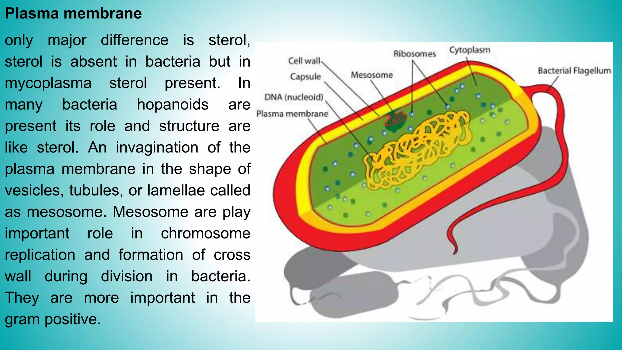 cell biology, cell theory, bacterial cell | PPT