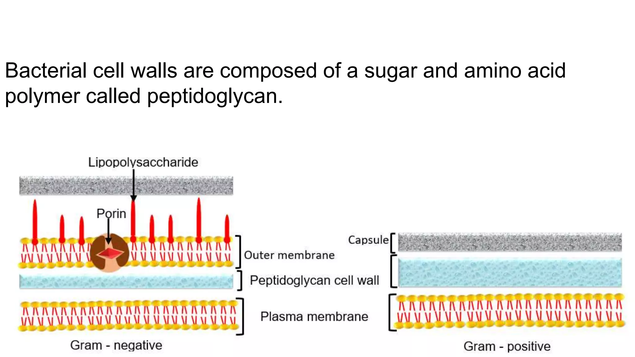 cell biology, cell theory, bacterial cell | PPT