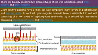 cell biology, cell theory, bacterial cell | PPTX