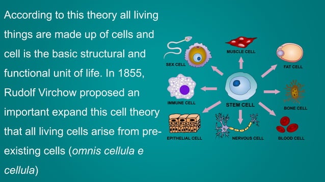 cell biology, cell theory, bacterial cell | PPT