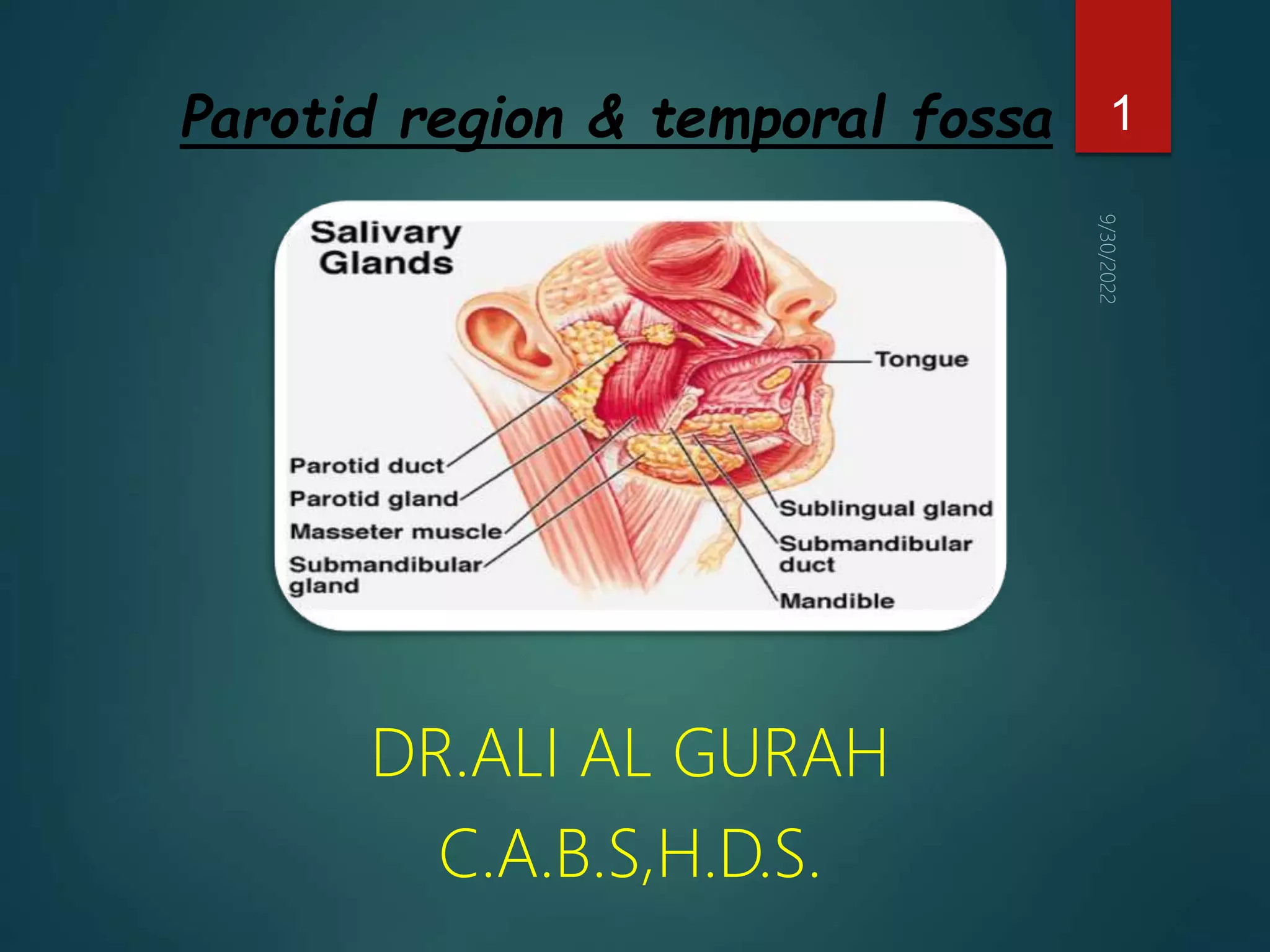 lec 1.Parotid region & temporal fossa.pptx