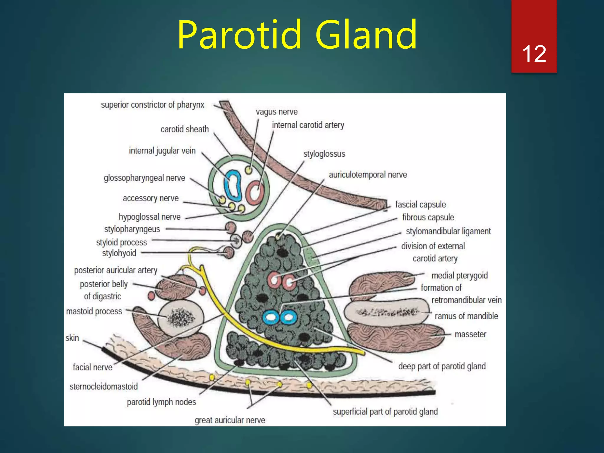 lec 1.Parotid region & temporal fossa.pptx