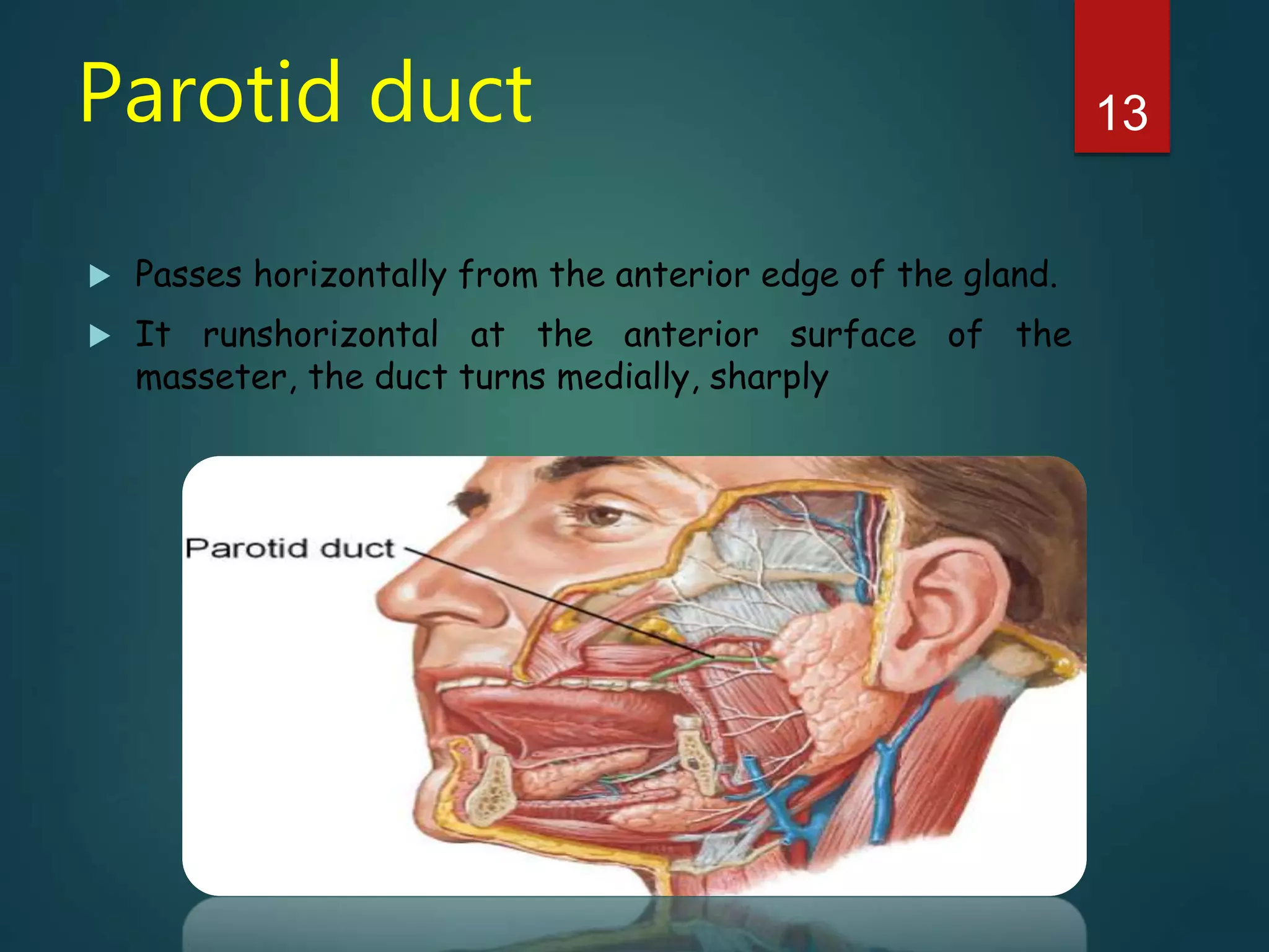 lec 1.Parotid region & temporal fossa.pptx