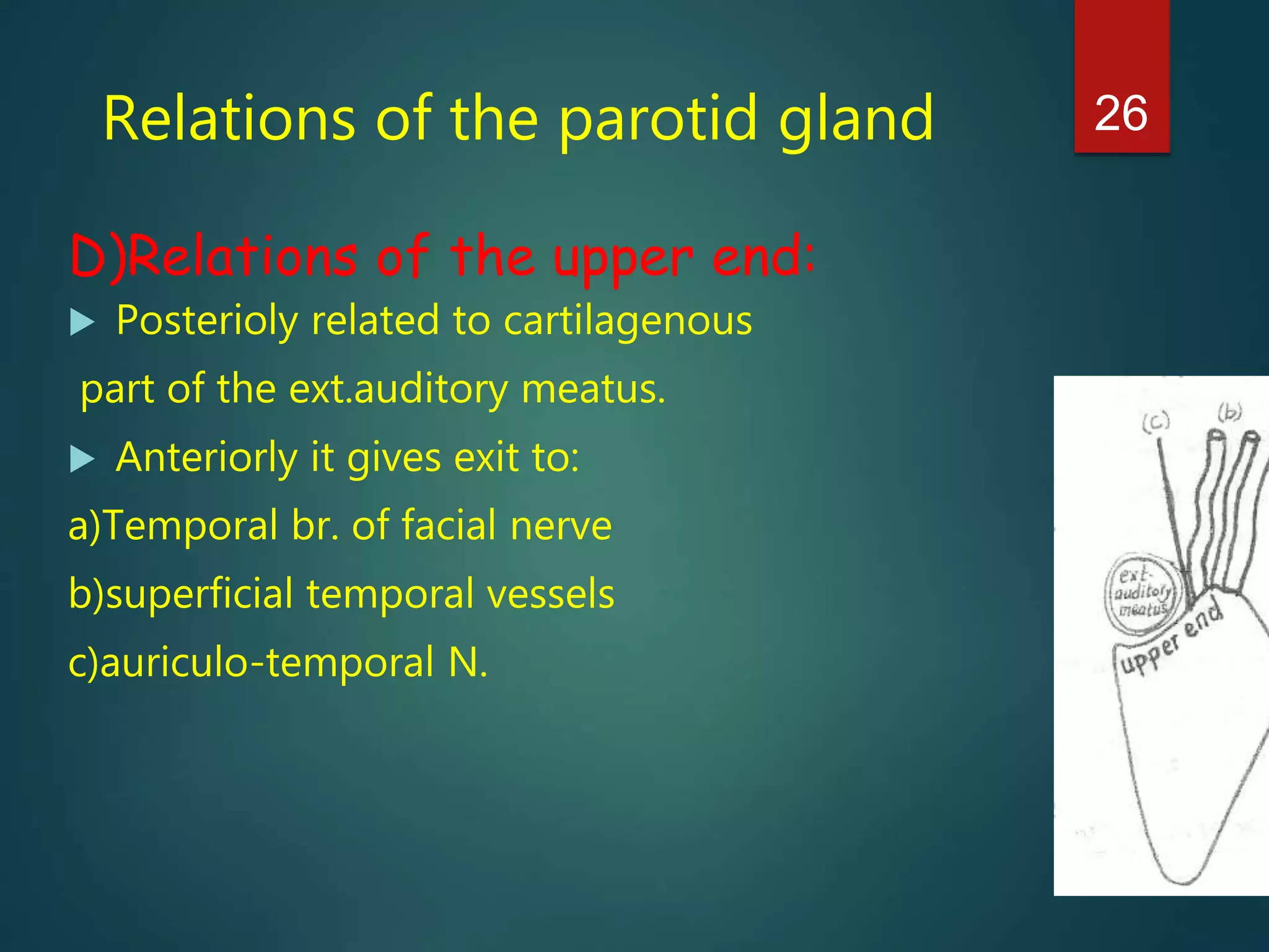 lec 1.Parotid region & temporal fossa.pptx