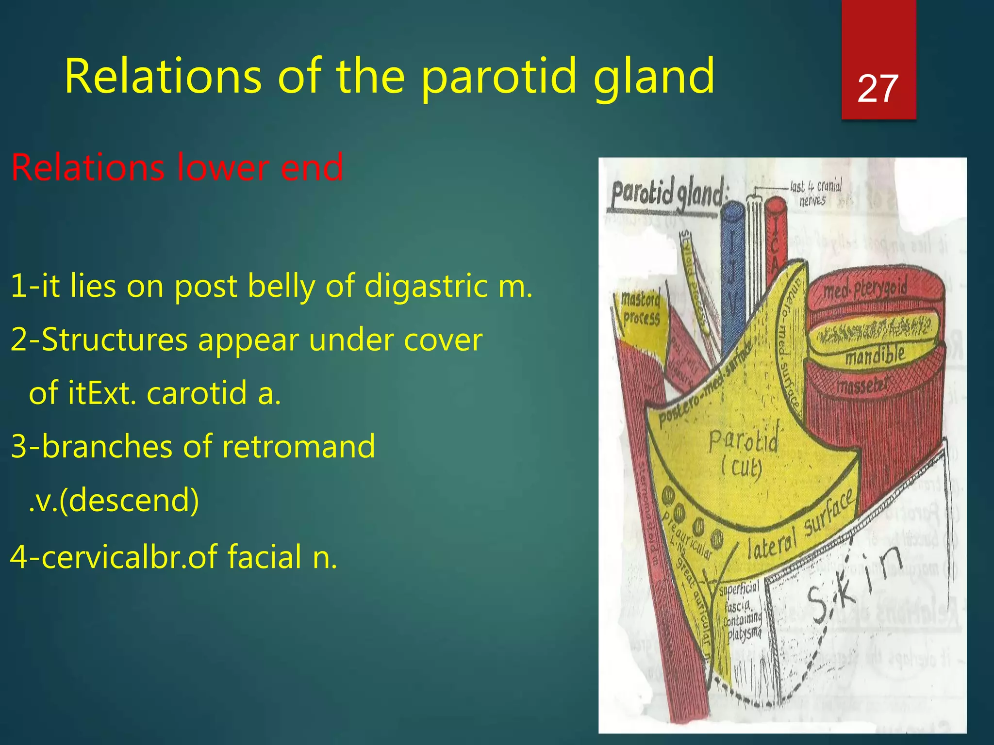 lec 1.Parotid region & temporal fossa.pptx