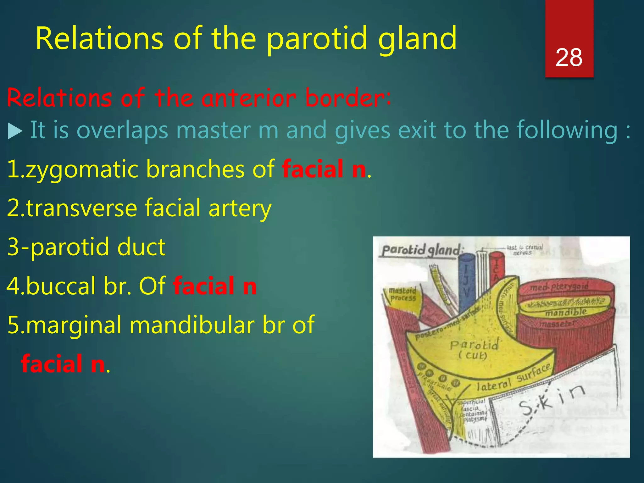 lec 1.Parotid region & temporal fossa.pptx