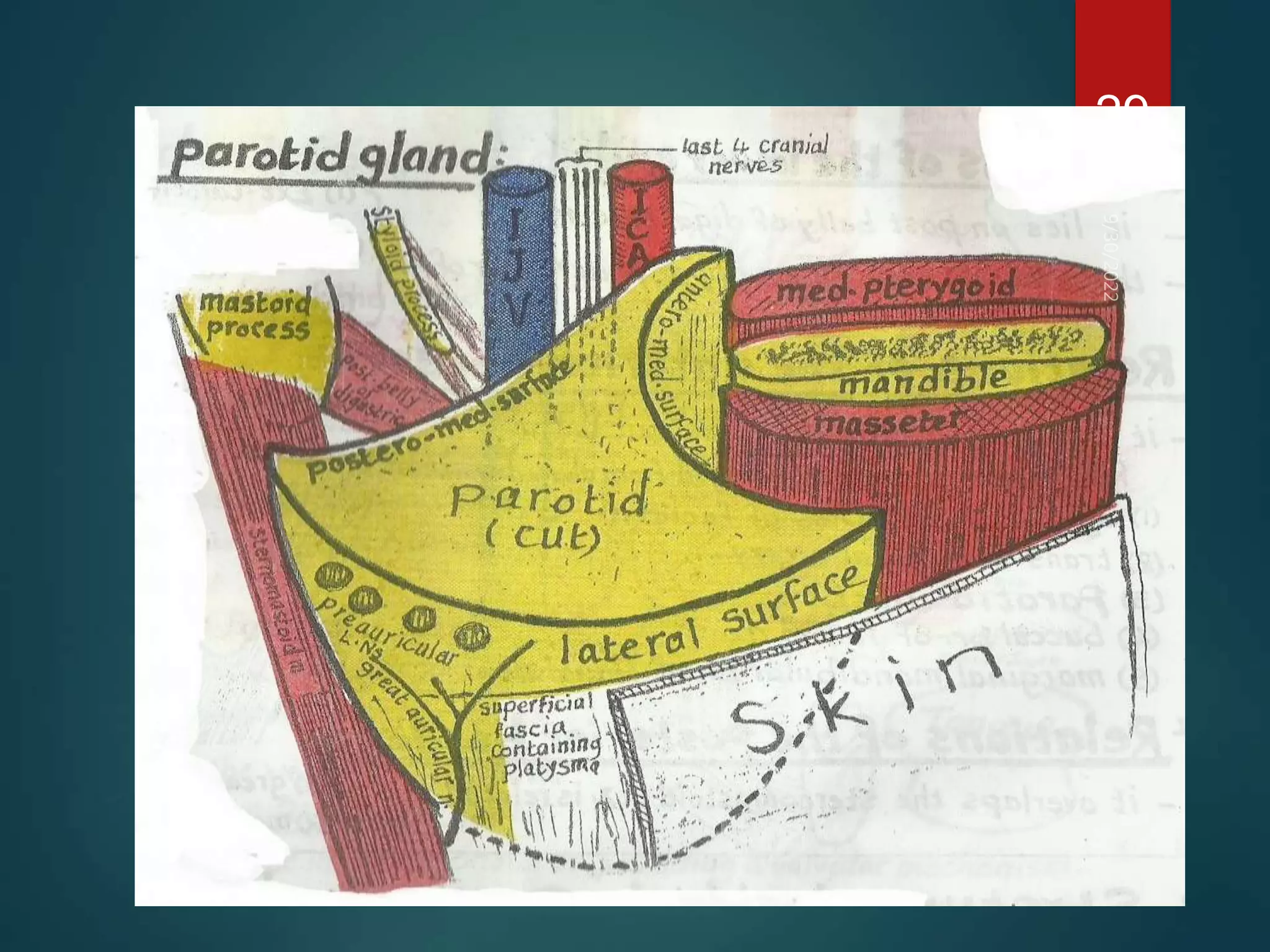 lec 1.Parotid region & temporal fossa.pptx