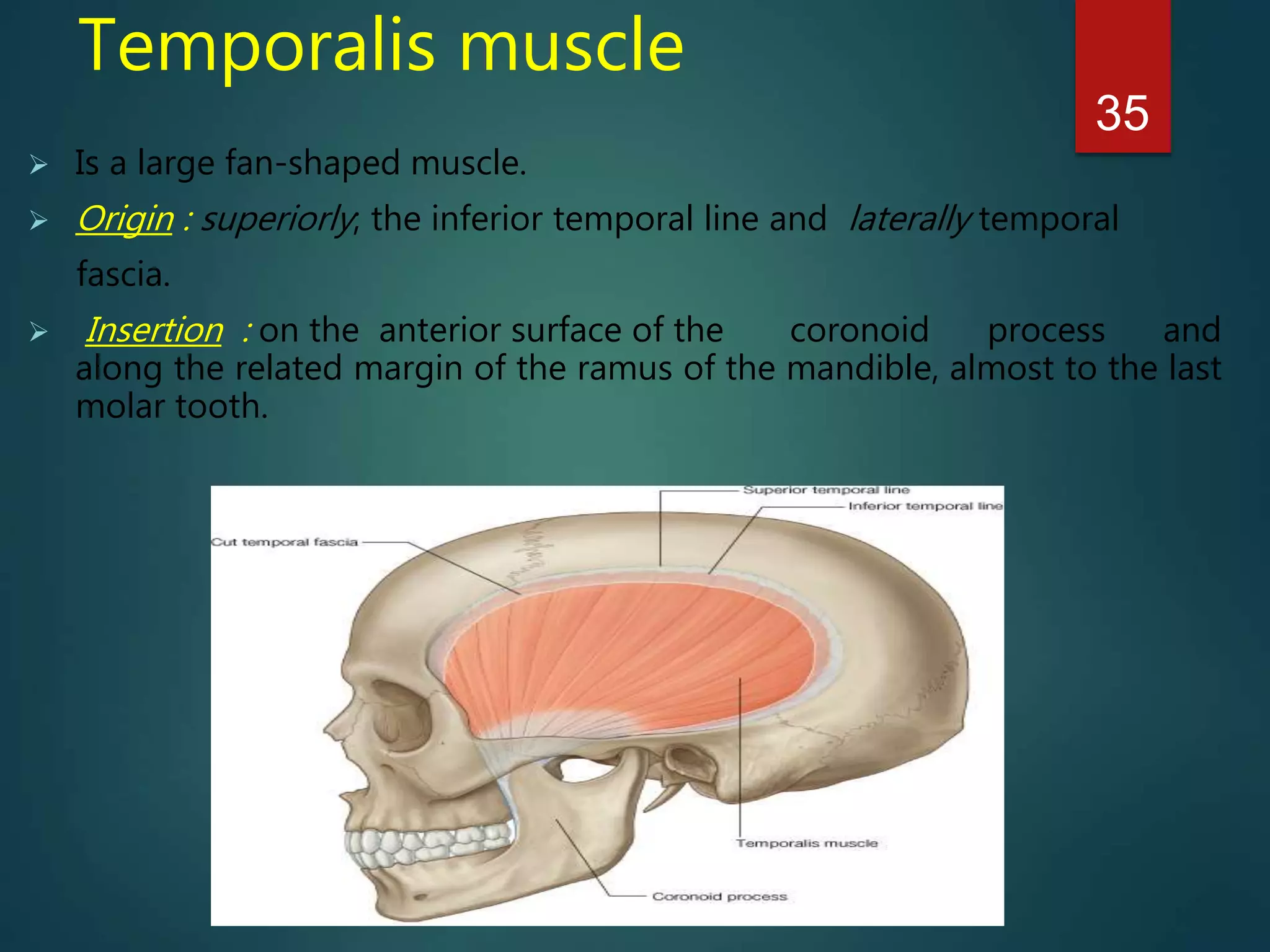 lec 1.Parotid region & temporal fossa.pptx