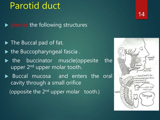 lec 1.Parotid region & temporal fossa.pptx