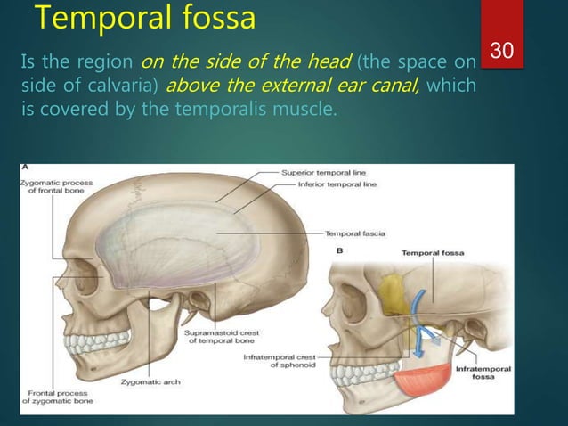 lec 1.Parotid region & temporal fossa.pptx